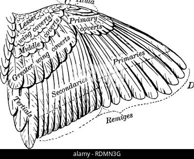 . The birds of Illinois and Wisconsin. Birds; Birds. The Rem- iges are ...