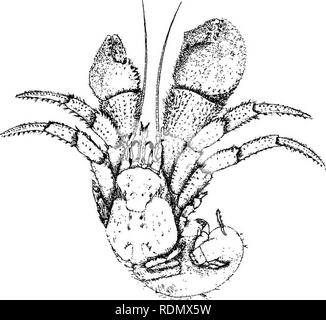 . Higher Crustacea of New York city. Crustacea. HIGHER CRUSTACEA OF NEW ...