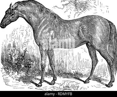 barb horse - trotting Stock Photo - Alamy