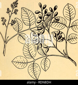Black Poison Wood Metopium toxiferum POISON Stock Photo - Alamy
