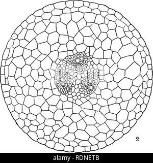 Bird's nest root, Neottia nidus-avis Stock Photo - Alamy