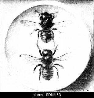 Leaf cutter bee work in a karri fores Stock Photo - Alamy