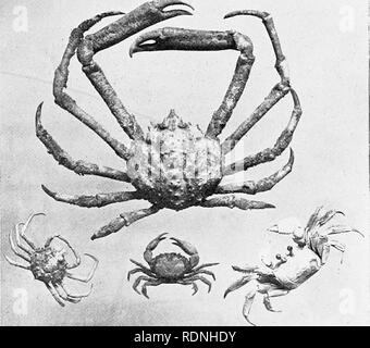 Spider crab, Spider crabs, Other animals, Crabs, Crustaceans, Animals ...