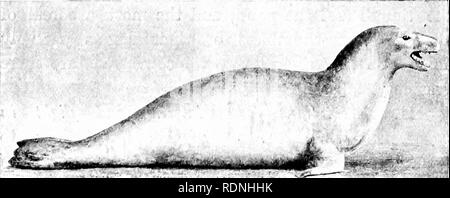 Hands on belly pressed skin to show sagging skin after diet and stretch ...