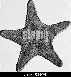 A Starfish seen in the sea from the promenade along Malecón de Campeche ...