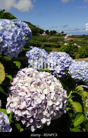 Hydrangeas in bloom island of Sao Miguel Azores Portugal Europe Stock ...