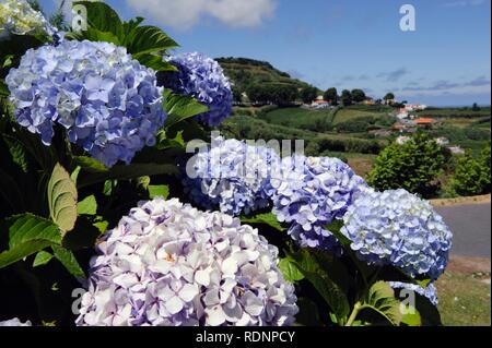 Hydrangeas in bloom island of Sao Miguel Azores Portugal Europe Stock ...