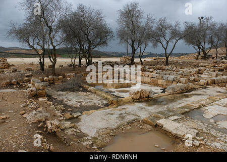 Olive trees growing amid ruins in the archaeological site of Tel Shiloh ...