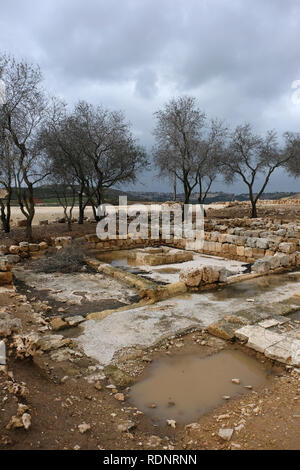Olive trees growing amid ruins in the archaeological site of Tel Shiloh ...