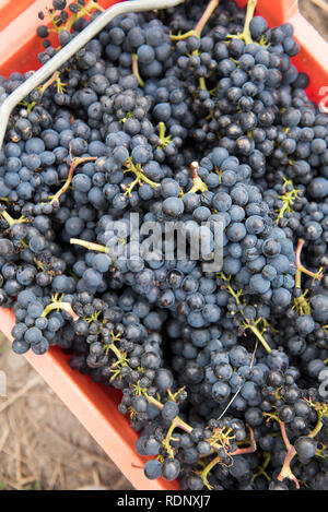 People pick grapes at a grape growing base in Jize county, Handan city ...