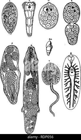 Young redia forming into liver fluke Stock Photo - Alamy