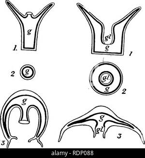 Diagram of a section of hydroid Stock Photo - Alamy