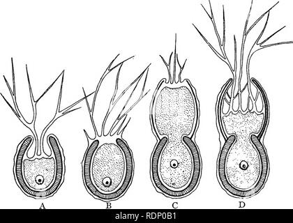 . Outlines of zoology. Zoology. PROTOZOA THE SIMPLEST ANIMALS ...