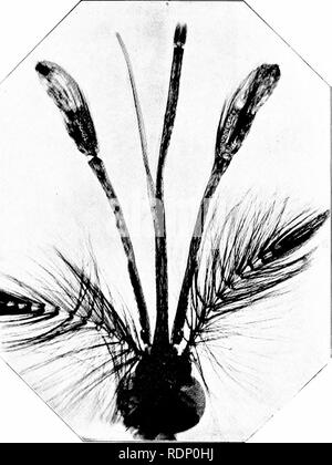 . Minute marvels of nature, being some revelations of the microscope ...