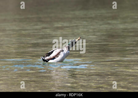 A duck shaking off water in a small blue pool Stock Photo - Alamy