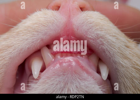 feline dentition, canines and incisors Stock Photo - Alamy