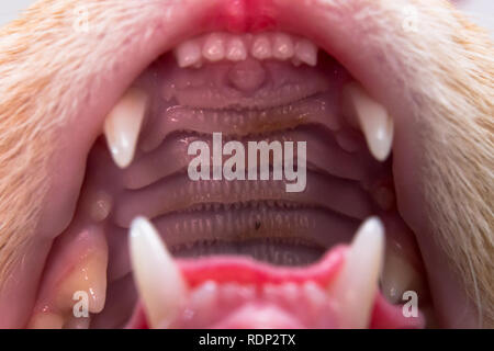 feline dentition, canines and incisors Stock Photo - Alamy