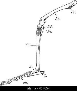 Head of a femur (upper leg bone) after it has been removed during hip ...