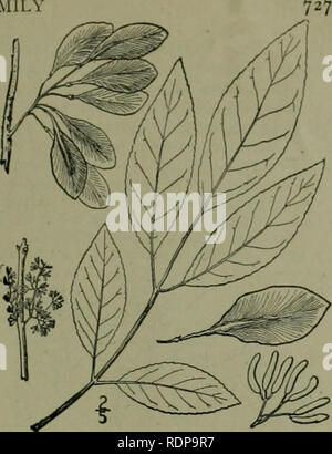 Fraxinus quadrangulata (Blue ash), tree in parkland Stock Photo - Alamy
