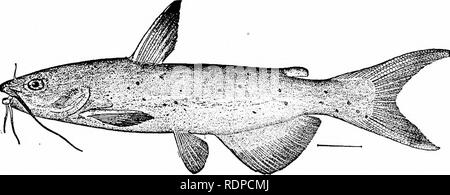 Blue Catfish Ictalurus furcatus In Bass Pro Shops Fish Tank Stock Photo ...