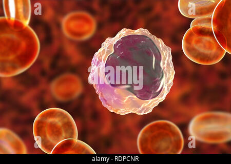 The structure of the monocyte. Monocytes blood cell. macrophage. White ...