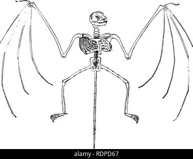 Zoology, vertebrates mammals from chiroptera to cetaceans - lexicon ...