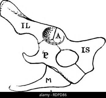 Bird anatomy. This is a part of bird skeletal system. Bird skeletal ...