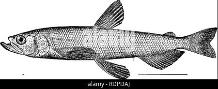 Small fishes called smelt in the plate Stock Photo - Alamy