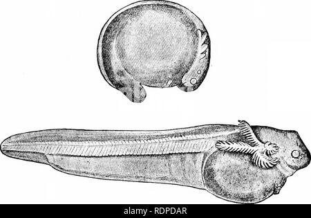 . Fishes. Fishes. Subclass Dipneusti, or Lung-fishes 239 In these the ...