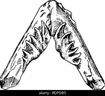 . Fishes. Fishes. Subclass Dipneusti, or Lung-fishes 239 In these the ...