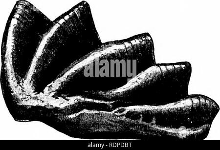 . Fishes. Fishes. Subclass Dipneusti, or Lung-fishes 239 In these the ...