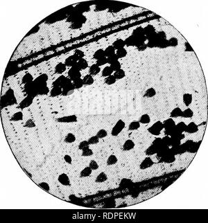 Butterfly wing with wing scales under the microscope Stock Photo - Alamy