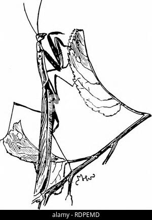 . First lessons in zoology. Zoology. FISHES, BATRACHIANS, AND REPTILES ...