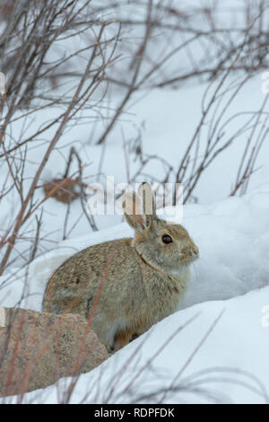Cottontail Rabbit in the snow, winter near Flagstaff, Arizona, USA ...