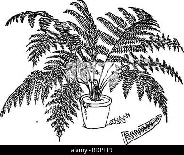 Tree Fern from the genus Cyathea, Martinique, French West Indies Stock ...