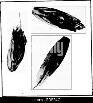 Lolium temulentum or Poison darnel is a weed very similar to wheat ...