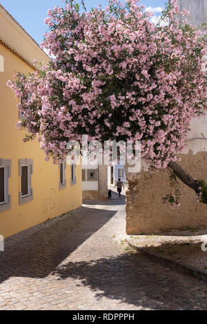 Portugal, the Algarve, almond blossom in the countryside with an old ...