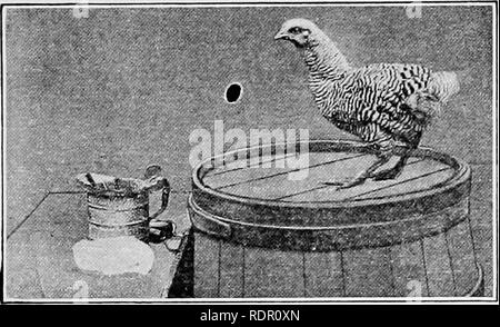 . Practical poultry production . Poultry. CAPONS AND CAPONIZING 193 ...