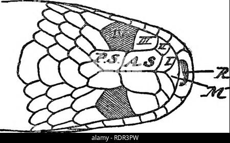 Indian common krait snake ; bungarus caeruleus ; common krait snake ...