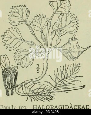 Water caltrop (Trapa natans), floating plant, Burgenland, Austria Stock ...