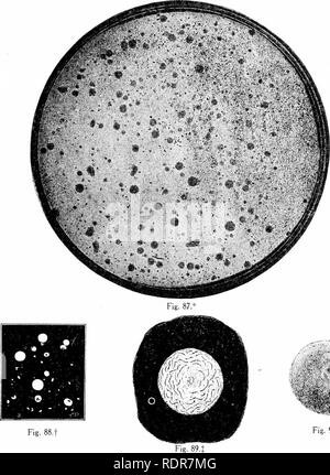 sodium chloride in petri dish, known as salt or table salt, important ...