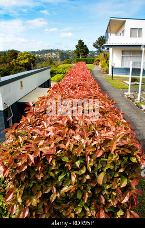 Photinia - red robin - hedge Stock Photo - Alamy