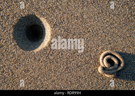 Lug worms live in U shaped burrows and produce a cast of ingested ...