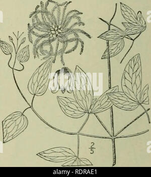 Clematis versicolor Small Clematis versicolor Small Stock Photo - Alamy