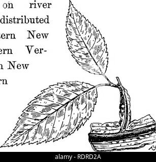 Winged Elm Tree, Ulmus alata, at Callaway Gardens in Pine Mountain ...