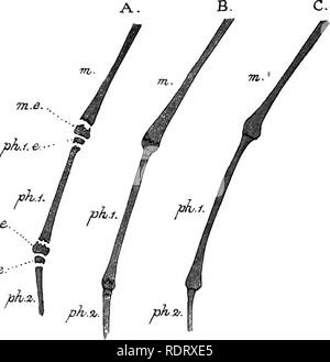 PORTIONS OF FINGER SKELETONS OF BATS (diagrammatic), ENLARGED TO SHOW ...
