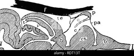 . Comparative anatomy. Anatomy, Comparative. CORPUS STRIATUM ...