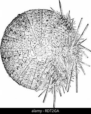 A common Sea Urchin shell (Echinus esculentus) photographed in the ...