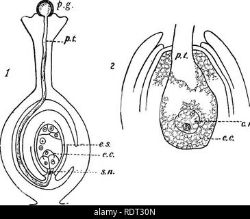 Cross section of flower showing ovary, carpel, stamens and other ...