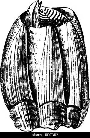 Group of acorn barnacle shells (Balanus sp Stock Photo - Alamy